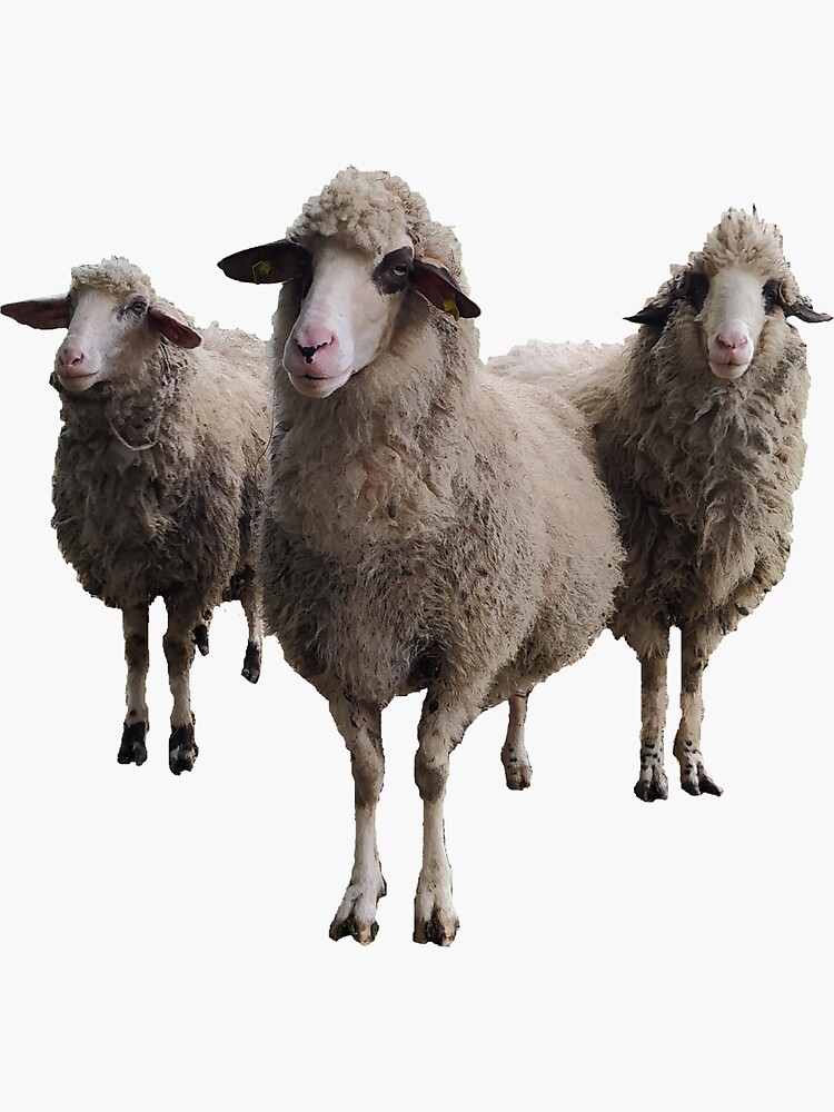 "Three sheeps" Sticker by Medomir | Redbubble