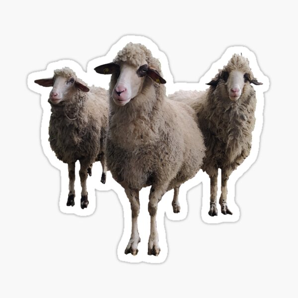 "Three sheeps" Sticker by Medomir | Redbubble