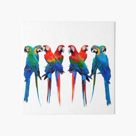 "Beautiful Macaws. The Scarlet Macaw, Greenwing Macaw and The Blue and ...
