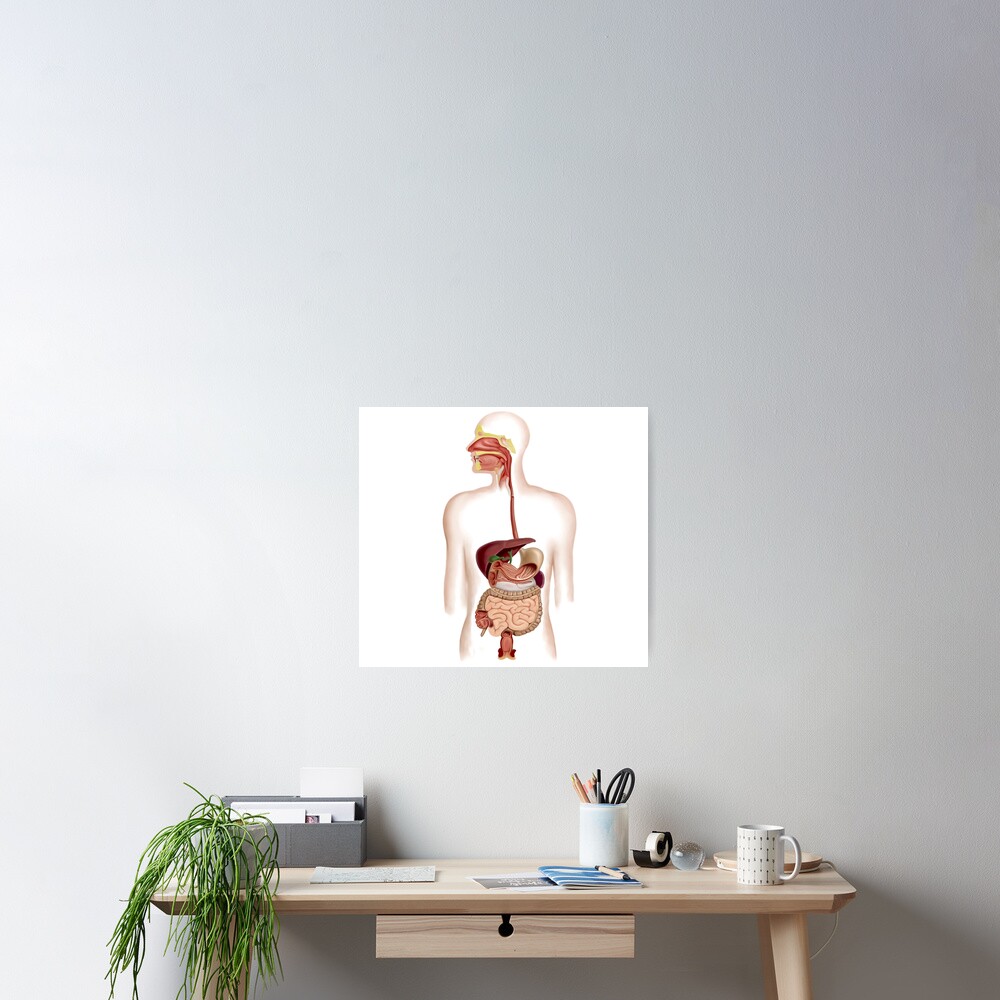 "Anatomy of human digestive system." Poster for Sale by StocktrekImages ...