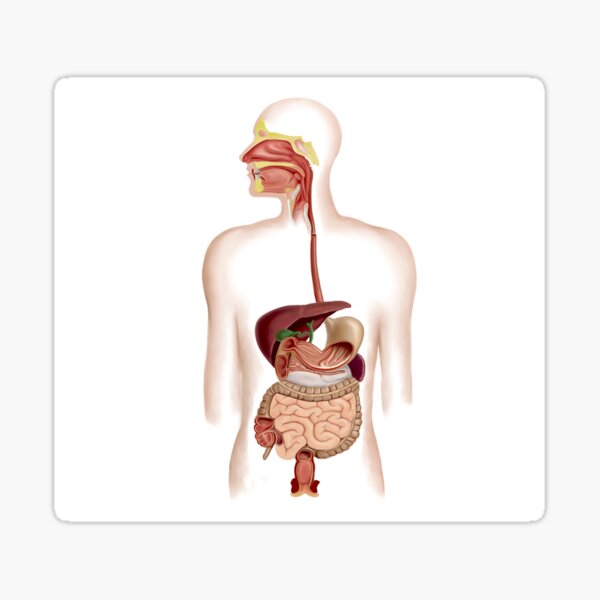 "Anatomy of human digestive system." Sticker for Sale by ...