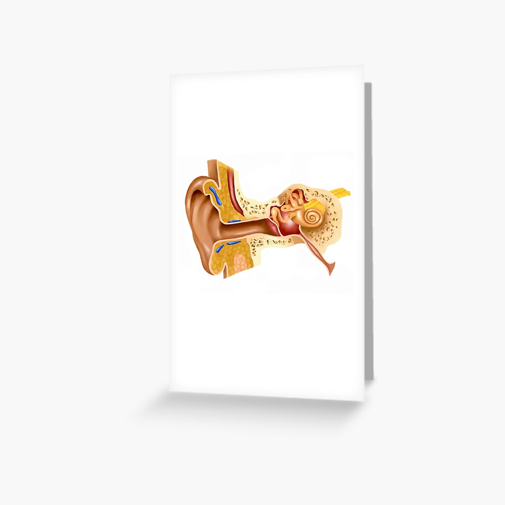 "STK700004H-Cross section of human ear." Sticker for Sale by ...