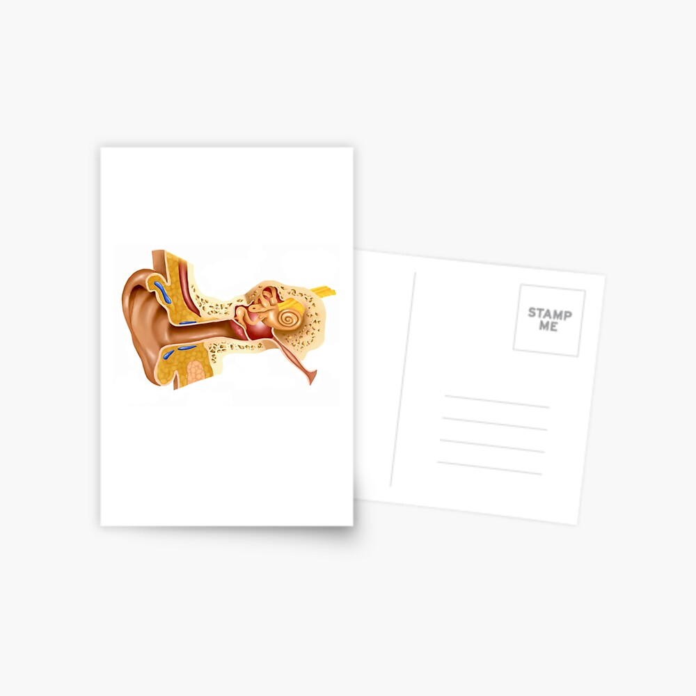 "STK700004H-Cross section of human ear." Sticker for Sale by ...