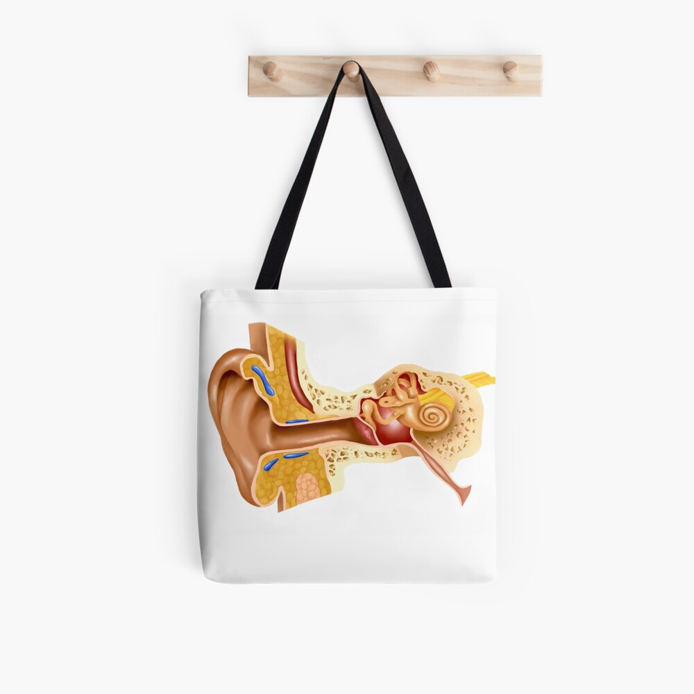 "STK700004H-Cross section of human ear." Sticker for Sale by ...