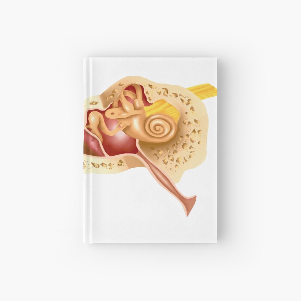 "STK700004H-Cross section of human ear." Sticker for Sale by ...