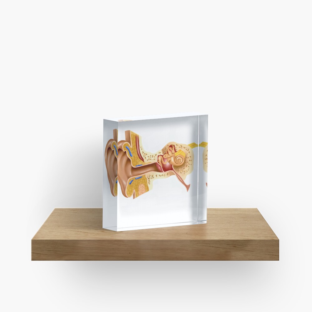 "STK700004H-Cross section of human ear." Sticker for Sale by ...