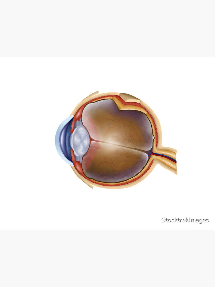 "Anatomy of human eye." Sticker by StocktrekImages | Redbubble