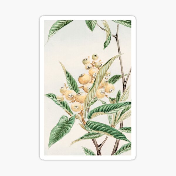 " Japanese Vintage Painting of Fruit Loquat -Botanical Leaves And ...