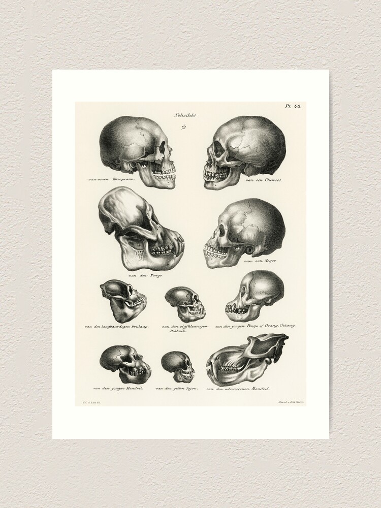 "Human Monkey and Ape Skulls Vintage Anatomy" Art Print for Sale by ...
