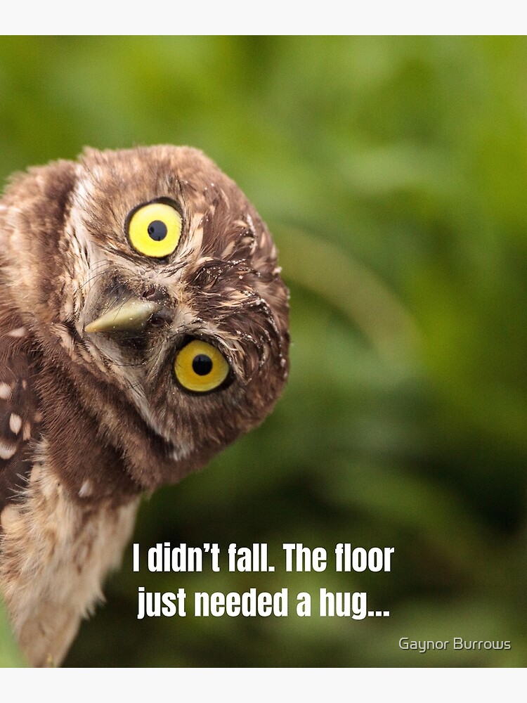 Hilarious Owl Memes