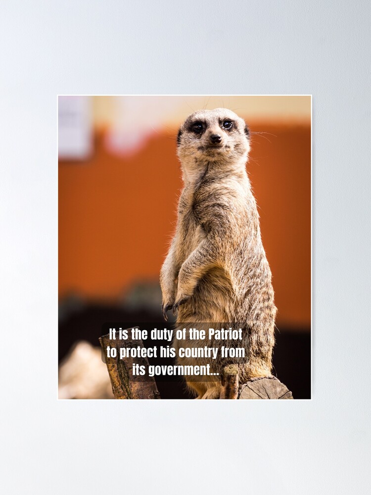 Funny Meerkat Quotes Happy Tuesday Meerkat For When We Have Survived