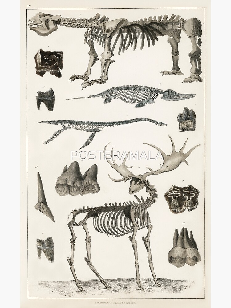 "Various Animals Bone Structure Vintage Anatomy Educational Chart" Art ...