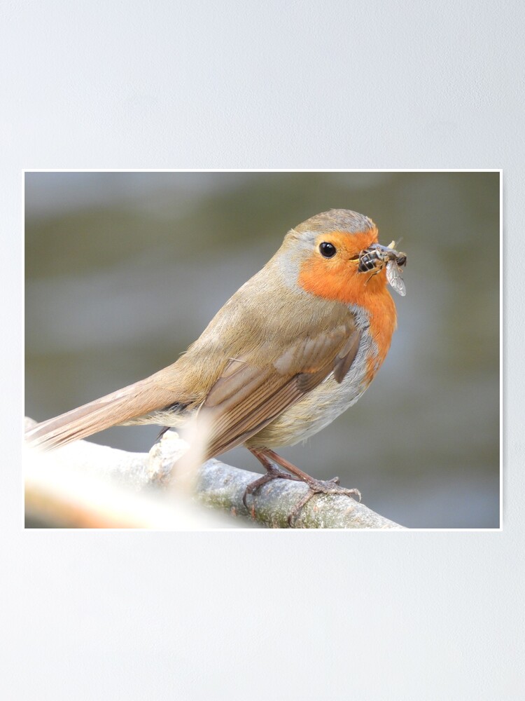 "Robin Red Breast" Poster for Sale by rh3photography | Redbubble