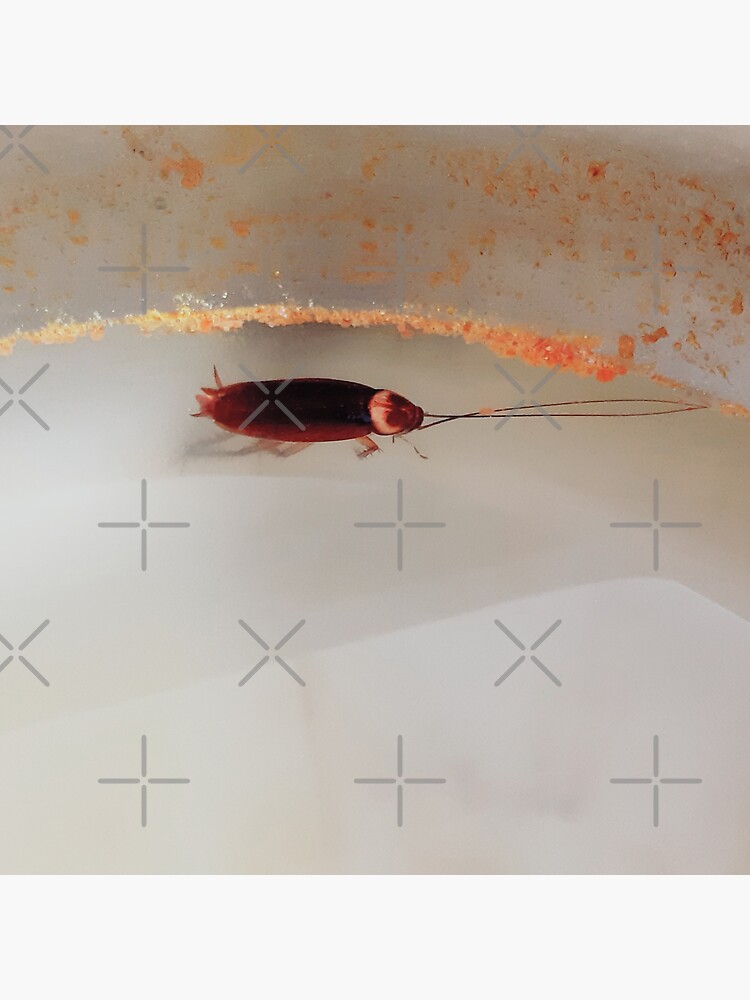 "cockroach" Sticker for Sale by KerCar | Redbubble