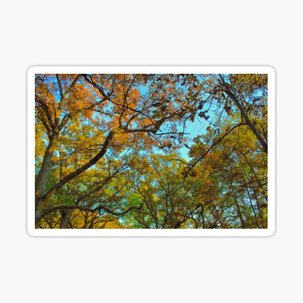 "Fall leaves and a clear sky " Sticker by Johnnynature45 | Redbubble