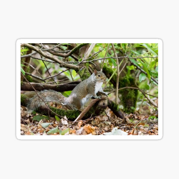 "Squirrel on twig" Sticker by AttiPhotography | Redbubble