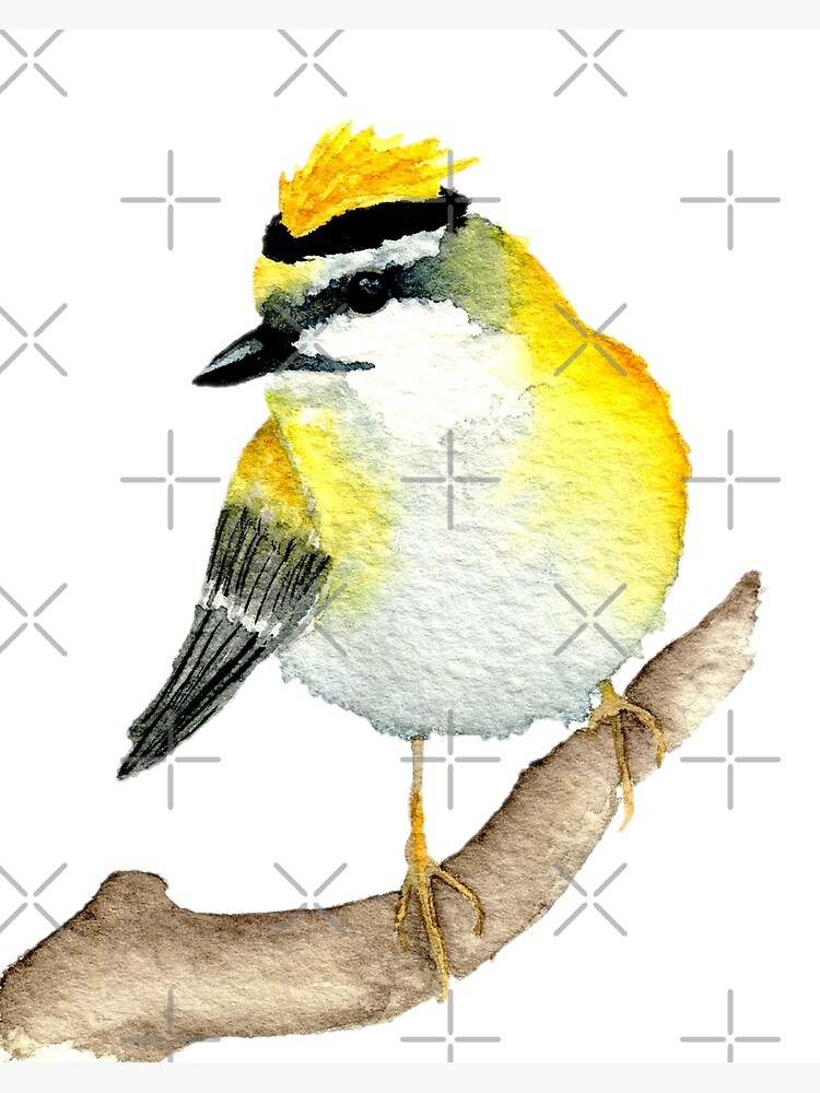 "Common Firecrest" Poster for Sale by mayorsquish | Redbubble