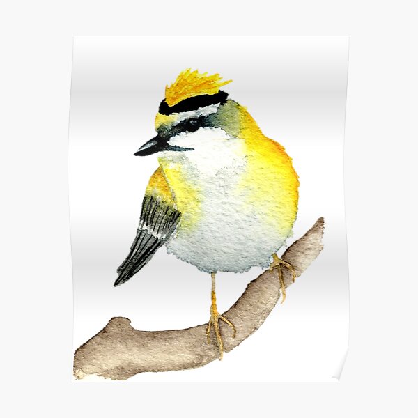 "Common Firecrest" Poster for Sale by mayorsquish | Redbubble