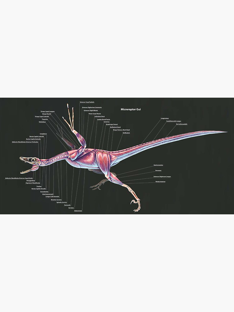 "Microraptor Gui Muscle Study" Sticker by Thedragonofdoom | Redbubble