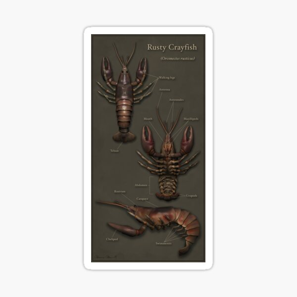 "Rusty Crayfish" Sticker by photonart | Redbubble