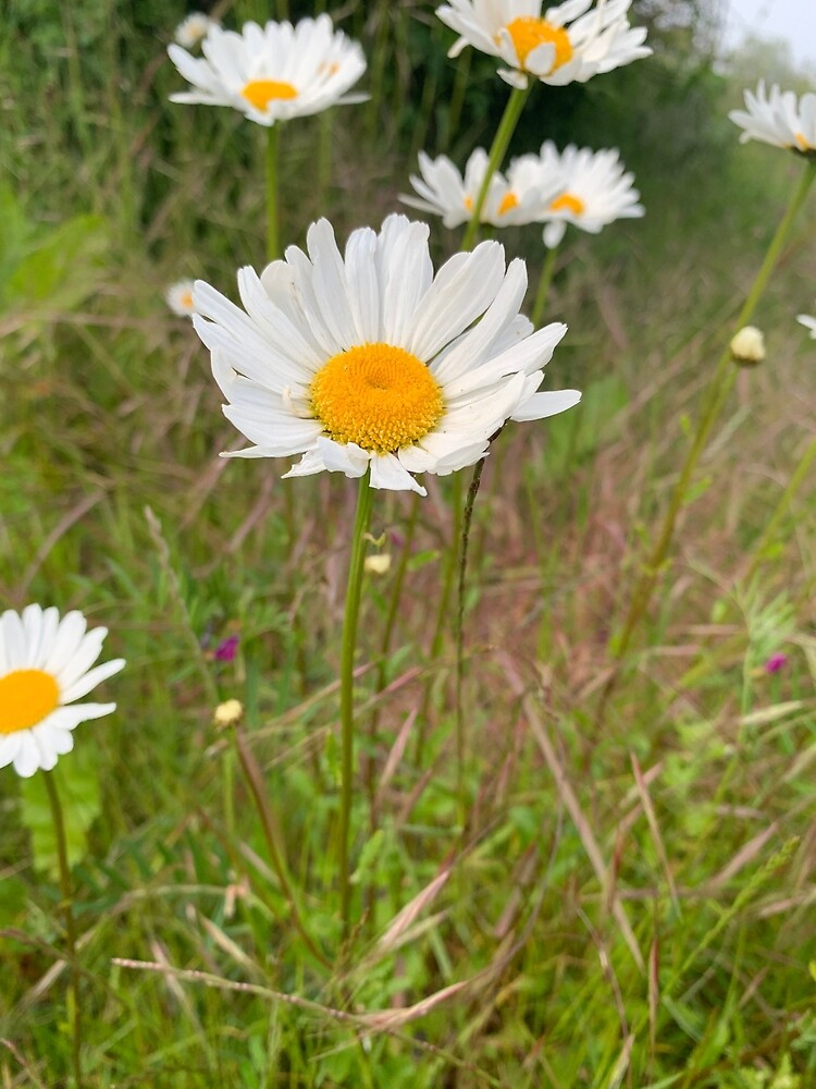 "Giant daisy!" Poster for Sale by Chloetrotter | Redbubble
