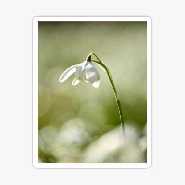 "Digital Photograph of Snowdrop Long " Sticker by echobyabigail | Redbubble