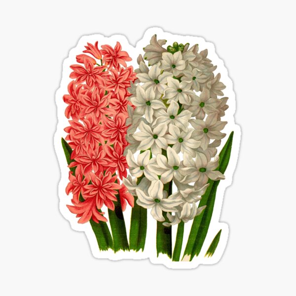 "Hyacinth in Red and White" Sticker for Sale by Adidit | Redbubble