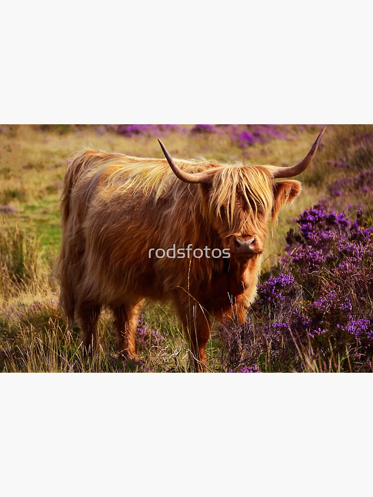 "HIGHLAND COW IN HEATHER" Sticker by rodsfotos | Redbubble