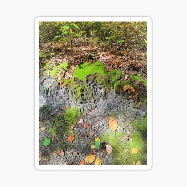 "Forest Moss" Sticker by dropsock | Redbubble
