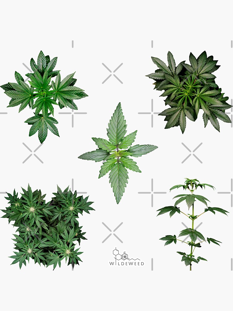 "Cannabis Plant Sticker Sheet" Sticker by wildeweed | Redbubble