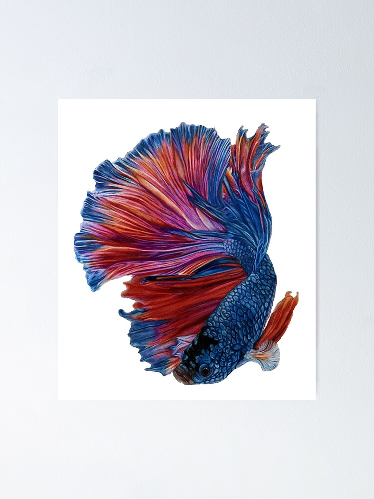 "Betta fish" Poster for Sale by J9drawings | Redbubble