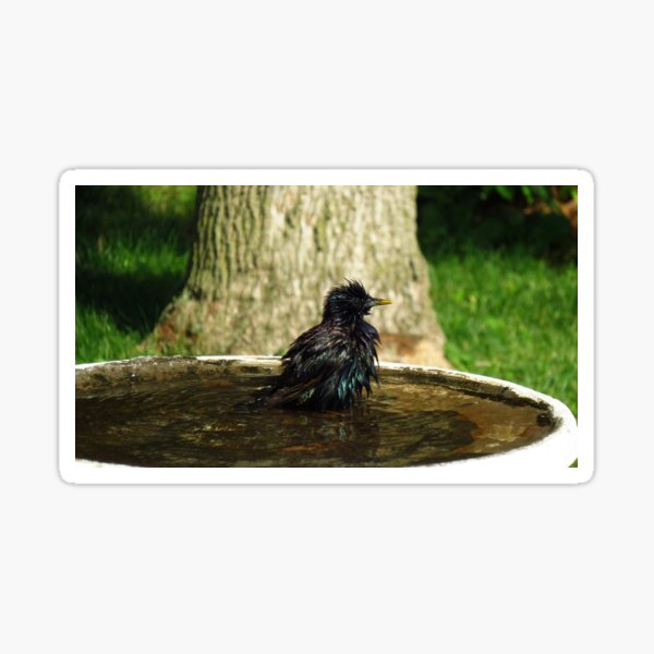"Common Starling In A Bird Bath" Sticker for Sale by BackyardBirder ...
