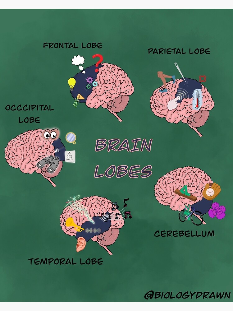 "Brain lobes" Poster for Sale by BiologyDrawn | Redbubble