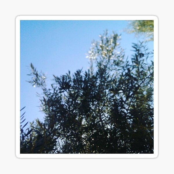 "olive tree" Sticker for Sale by MehdiRA | Redbubble