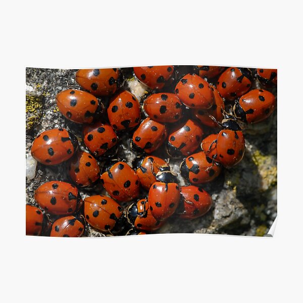 "A group of seven-spot ladybirds" Poster by coboflupi | Redbubble