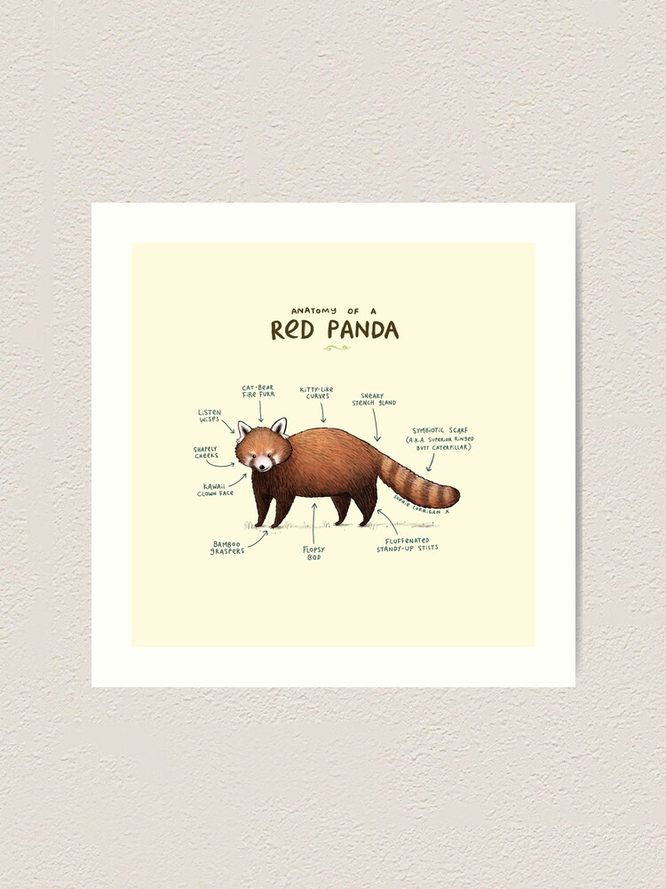 "Anatomy of a Red Panda" Art Print by SophieCorrigan | Redbubble