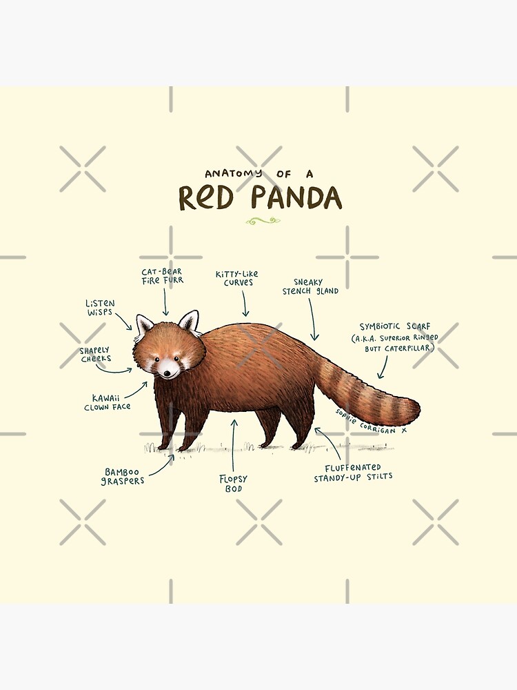 "Anatomy of a Red Panda" Art Print by SophieCorrigan | Redbubble