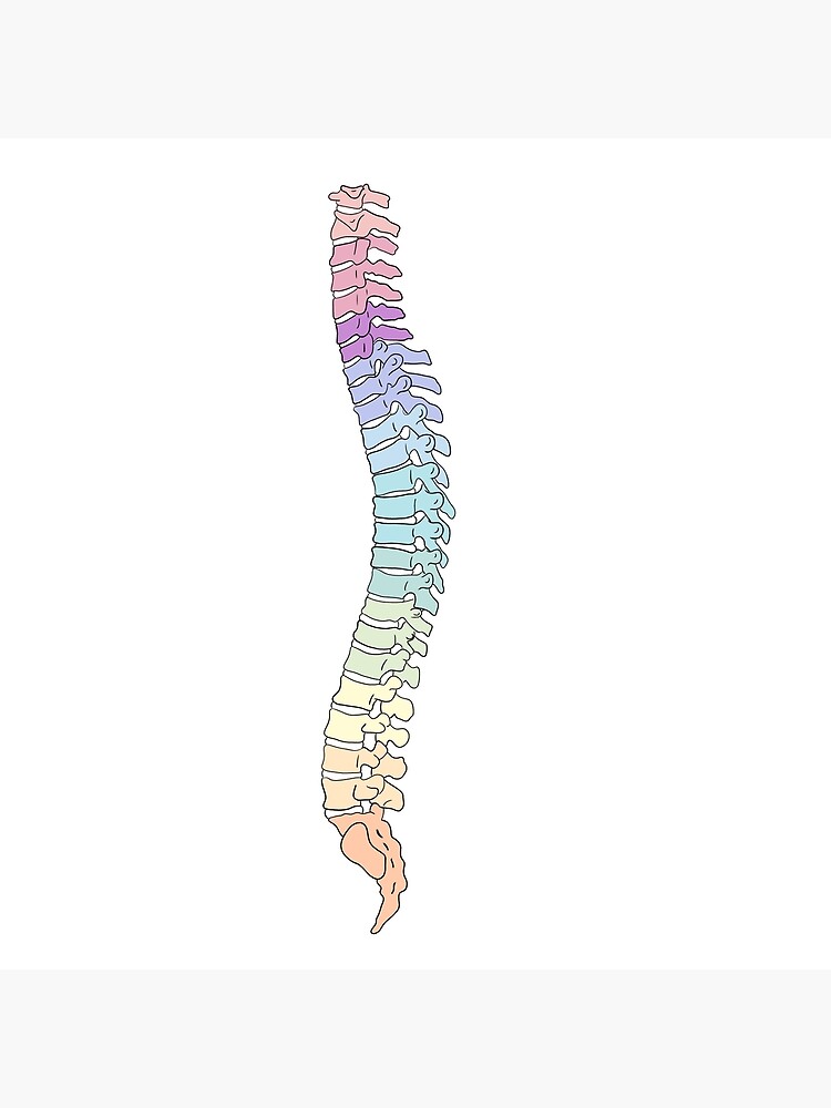 "Pastel Rainbow Spinal Column " Poster by aybdubs | Redbubble