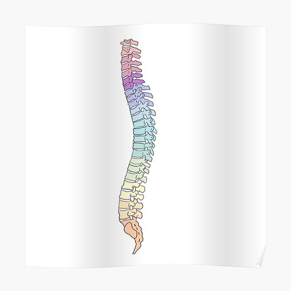 "Pastel Rainbow Spinal Column " Poster by aybdubs | Redbubble