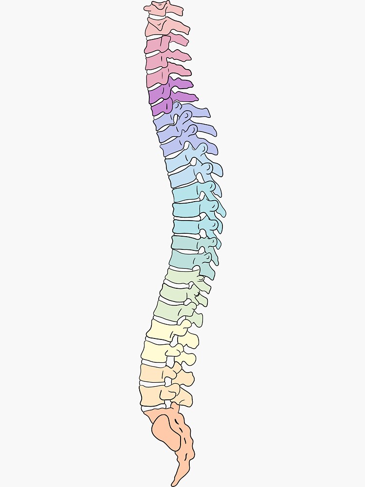"Pastel Rainbow Spinal Column " Sticker for Sale by aybdubs | Redbubble
