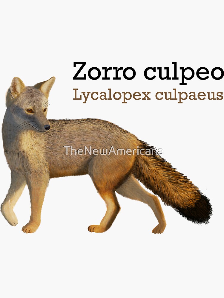 Pegatina «Zorro culpeo» de TheNewAmericana | Redbubble