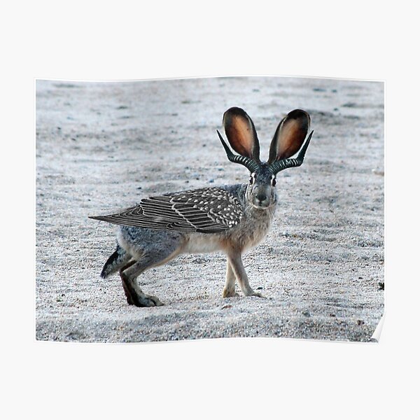 "Winged Jackalope" Poster for Sale by GoldenDragonFox | Redbubble