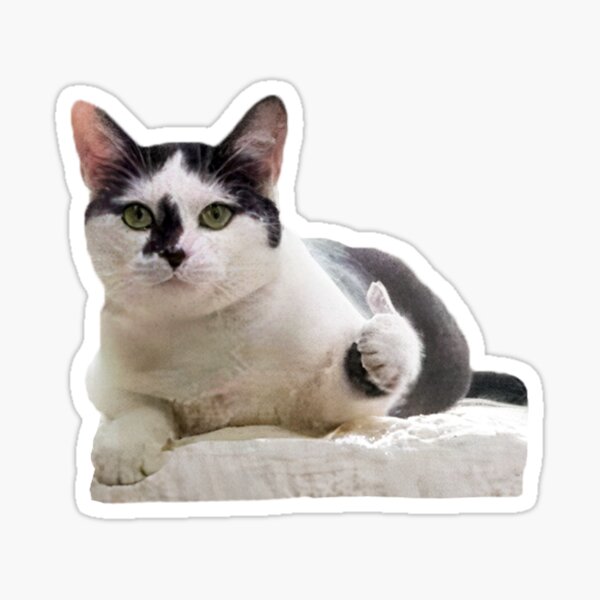 "approving cat meme" Sticker by summercakes | Redbubble