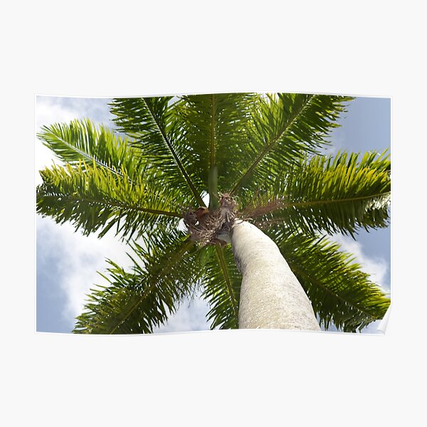 "Palm Tree" Poster for Sale by jaxaredbubble | Redbubble