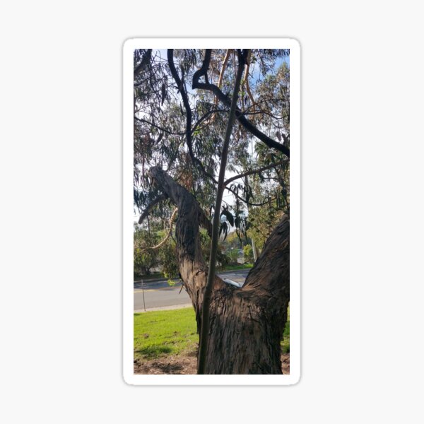 "Winding Branches" Sticker for Sale by LilChimmy | Redbubble