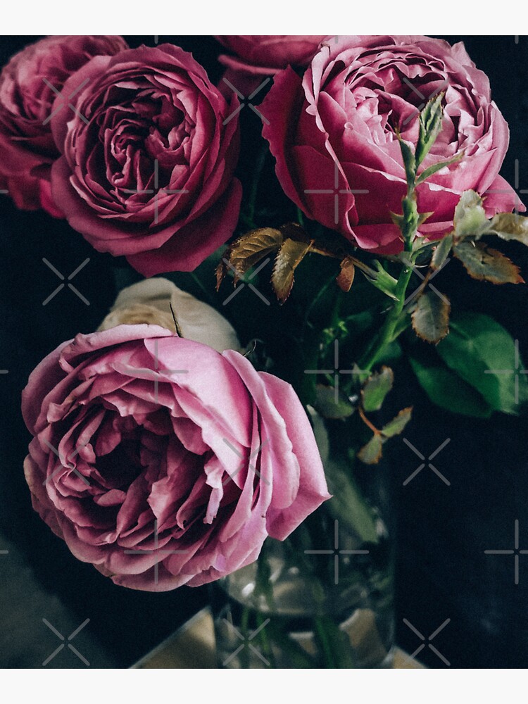 "Rose Flower Portrait " Sticker by Hana-McFlorere | Redbubble