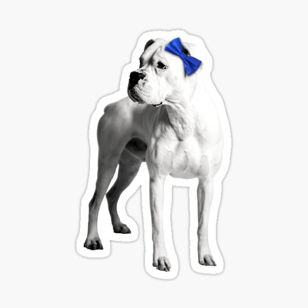 "White Boxer Dog Artwork - Baby animal Prints, Animals with Bowties ...
