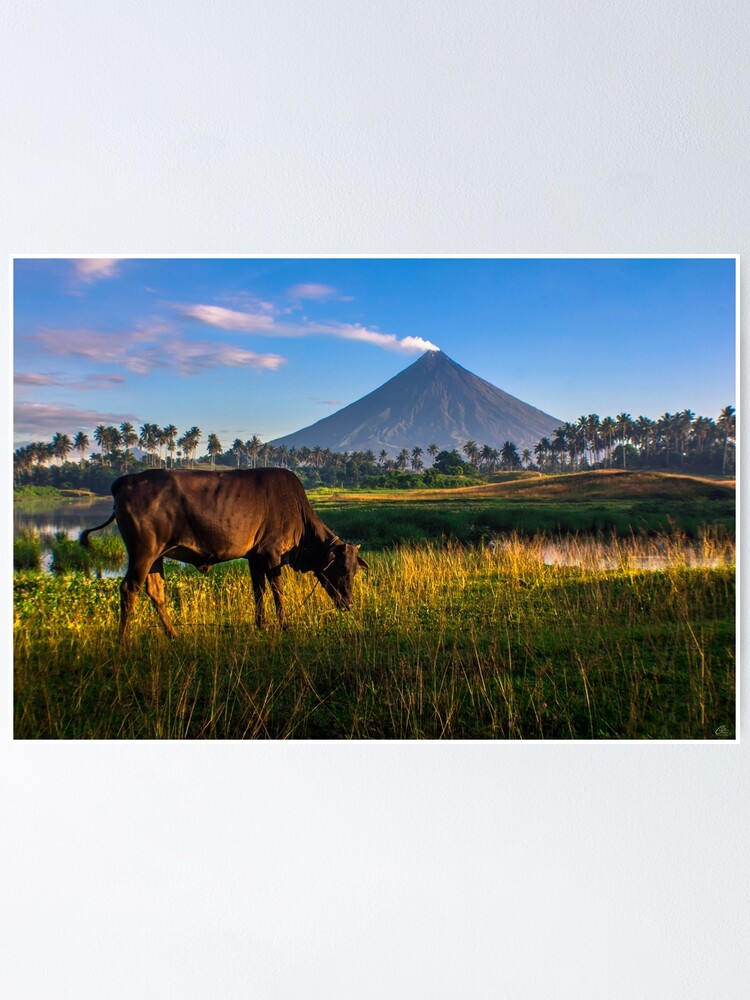 "Rice Field with Mayon Volcano and Cow" Poster for Sale by Pabalonshop ...