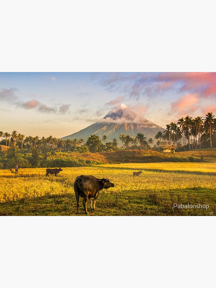 "Rice Field with Mayon Volcano" Poster for Sale by Pabalonshop | Redbubble