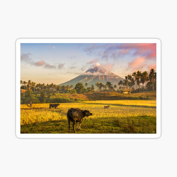 "Rice Field with Mayon Volcano" Sticker for Sale by Pabalonshop | Redbubble